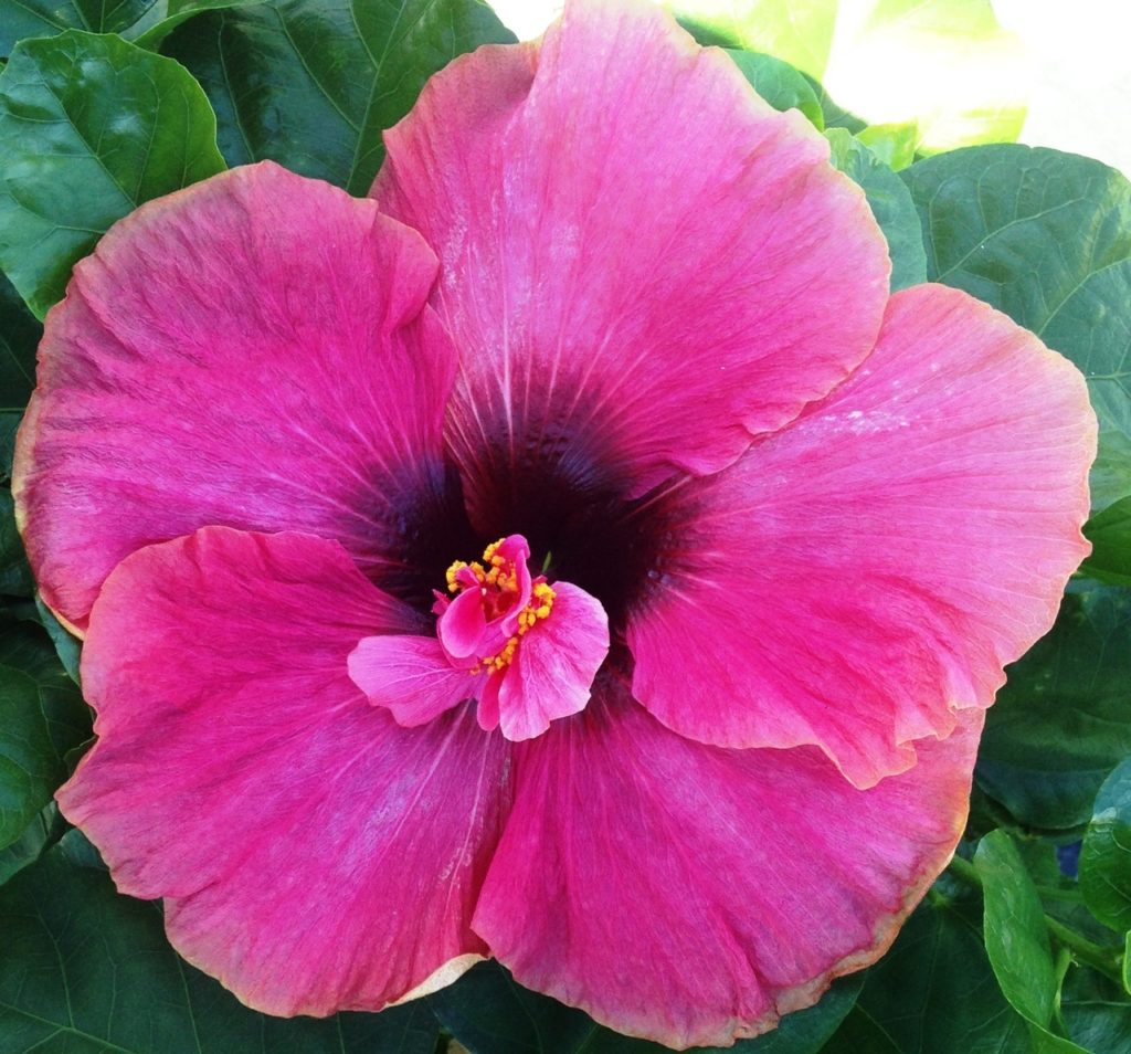 Delta Rose – James E. Hendry Chapter Hibiscus