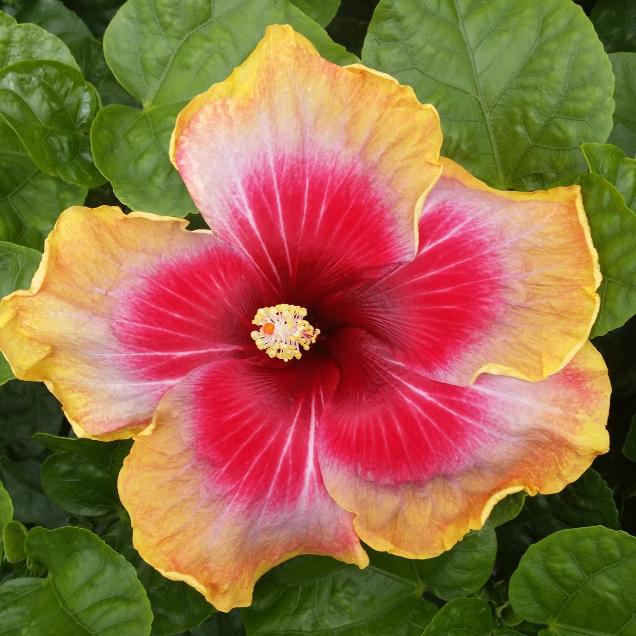 January Sale! – James E. Hendry Chapter Hibiscus