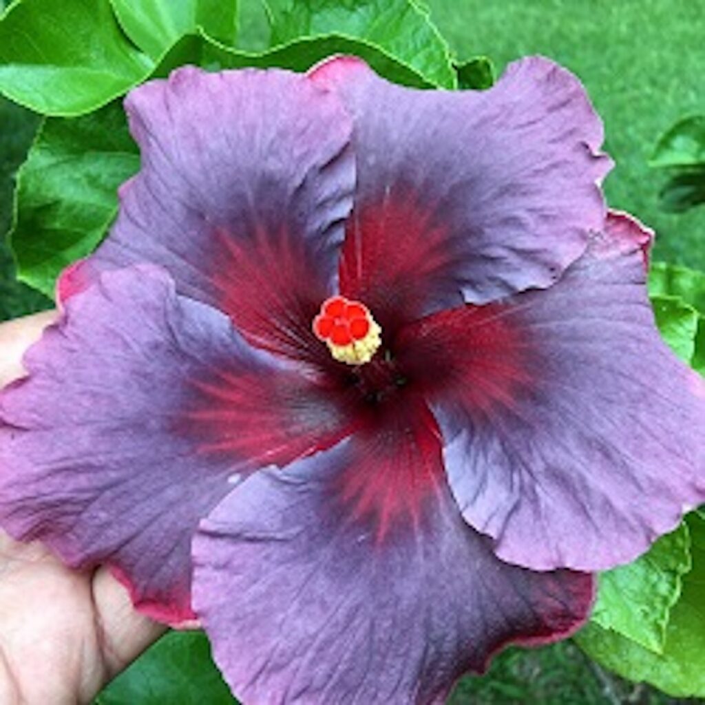 71st Annual Show and Sale – James E. Hendry Chapter Hibiscus